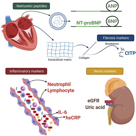 Biomarkers That Are Significantly Associated With Recurrence Of Af Download Scientific Diagram