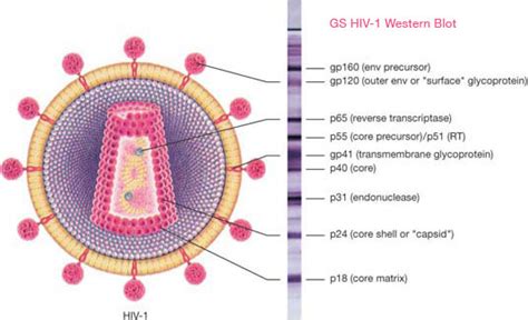 Gs Hiv 1 Western Blot Clinical Diagnostics Bio Rad