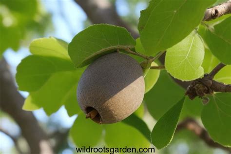 A Comprehensive Guide To Identifying Acorn