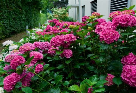 12 Striking Pink Hydrangea Varieties For A Romantic And Feminine Garden