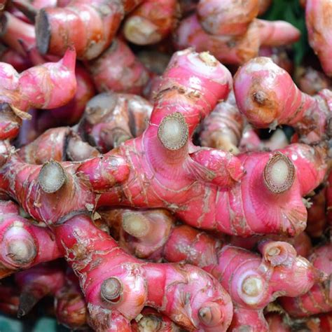 Jahe Merah Vs Jahe Putih Cairo Food