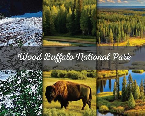 Wood Buffalo National Park A Northern Wilderness Legacy