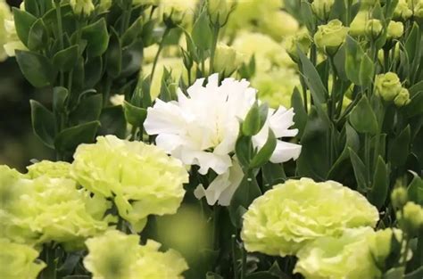 送花艺术 绿色洋桔梗花语和寓意 好花网