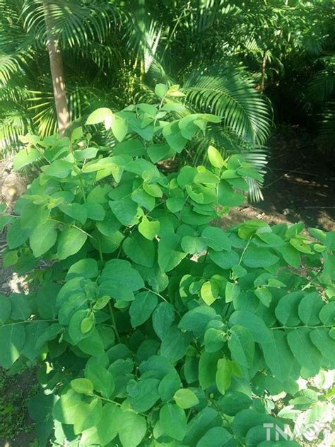 សម្ល ជីឆាយ ស្លឹកងប់ ដោយ ប្រើ ទឹកស៊ុប ផ្លែឈើ ជំនួស ស្ករស Tnaot