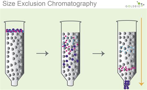 An Overview Of Size Exclusion Chromatography For Protein Purification