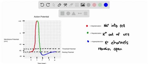 SOLVED Draw A Typical Multipolar Neuron And Label Its Parts Show The Direction In Which An