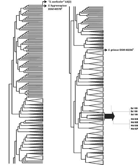 Dendrogram Derived As A Consensus Tree From The Distances Of The Download Scientific Diagram