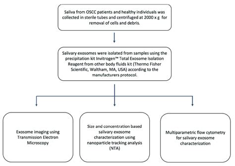 Figure A Exosome Isolation And Characterisation Figure A Exosome Download Scientific