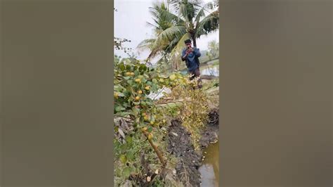 দেখেন বন্ধুরা গাছটাই পাতার চেয়ে বরুই বেশি Youtube