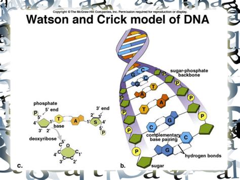 DNA Structure And Function
