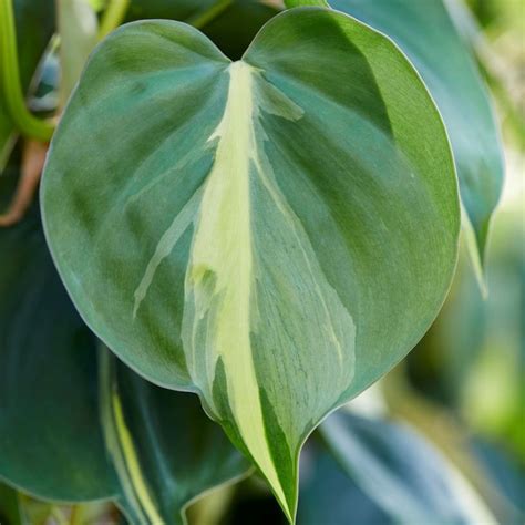 Philodendron Scandens Brasil Sweetheart Plant Heart Leaf