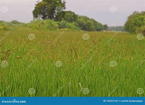 Barnyard Grass Infested Rice Field Stock Image Image Of Field