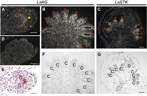 In Situ Localization Of C Gene Ls Ag And Ls Stk Mrna In L Download Scientific Diagram