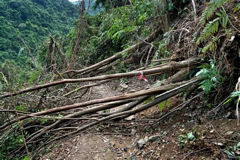 Tree Collapse After Typhoon Stock Image Image Of Danger Collapsed 127271911