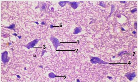 Cross Section Through The Reticular Layer For Cerebral Cortex Of Download Scientific Diagram