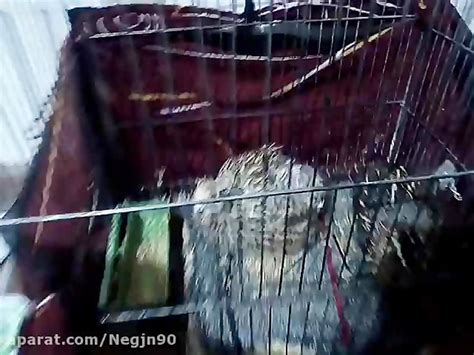 لحظه تخم گذاری بلدرچین