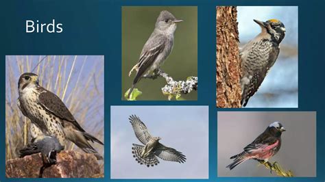 How Light Pollution Affects Wildlife Ppt