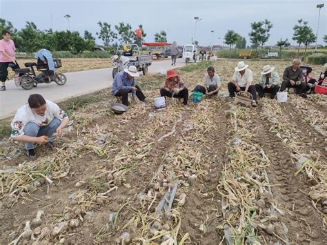 萧县：特色产业铺就乡村振兴路萧县人民政府