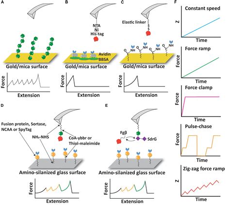 Frontiers Next Generation Methods For Single Molecule Force Spectroscopy On Polyproteins And