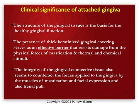 Attached Gingiva And Procedures For Gingival Augmentation Pptx