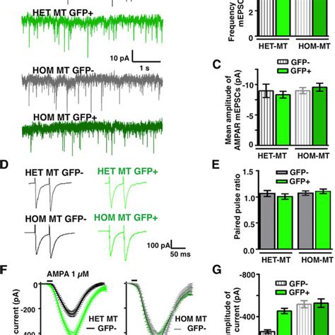 Arc Dependent Enhancement Of Nmdar Function Correlates With Persistent Download Scientific