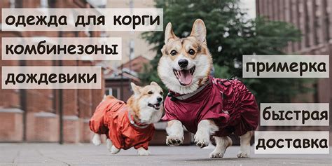 Одежда для Вельш Корги интернет магазин Коржик