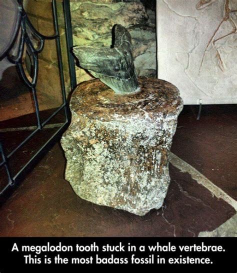 About That Badass Megalodon Tooth In A Whale Vertebra