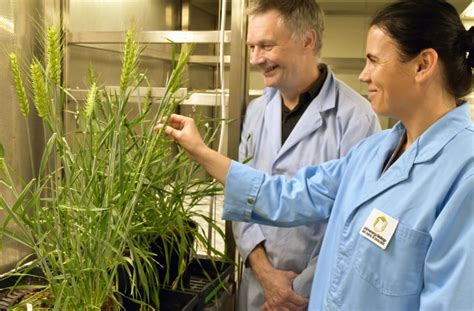 Wheat Genome Mapping Reveals Surprising Variation In Genes Across The World