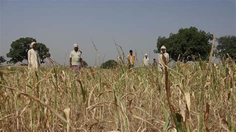 Uneven Sub Par Monsoon Drags Kharif Sowing Latest News India