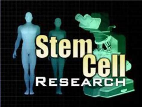 PPT STEM CELL RESEARCH PowerPoint Presentation Free Download ID