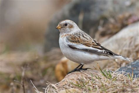 Песня арктического воробья Маленькая птичка предсказывает большие холода в ноябре СамолётЪ