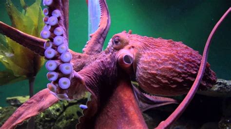 Giant Pacific Octopus Facts Habitat Diet Life Cycle Pictures