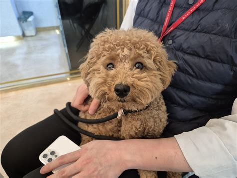 푸들 빼로 대형견책임분양 미니비숑프리제책임분양 토이푸들책임분양 골든리트리버책임분양 래브라도리트리버책임분양 닥스훈트책임분양 도베르만책임분양 말티치책임분양 말티폼책임분양 보더