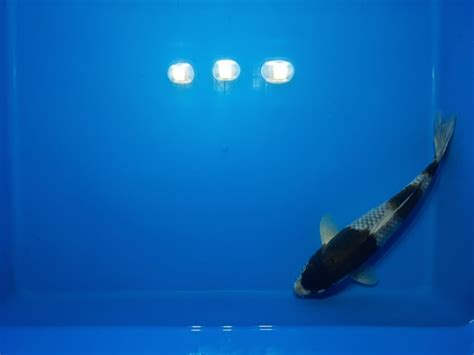 Budo Goromo 15 Inches 168 Koi Farm
