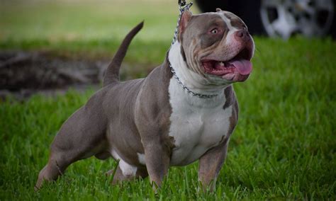 Best Of The Tri Color American Bully Amazing Pocket Bullies