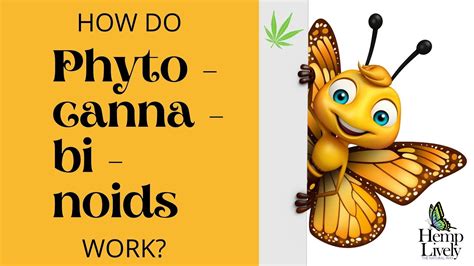 How Do Phytocannabinoids Work 2021 Hemp CBD Education YouTube