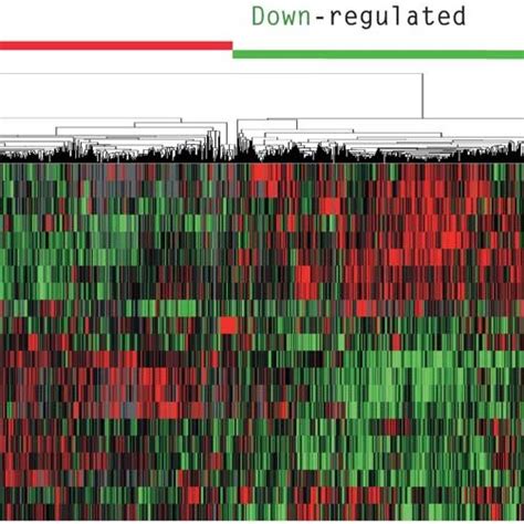 Hierarchical Clustering Analysis Of Gene Expression Profiles In The