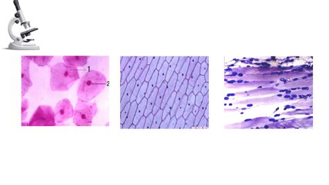 [生物]细胞核的结构和功能 课件 共28张ppt 2023 2024学年高一生物学 人教版2019必修1 课件下载预览 二一课件通