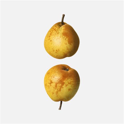 Downloadable Williams Pear Images  Png Tofujoe
