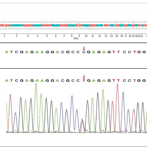 Results Of The Genome Wide Copy Number Variation Sequencing And The