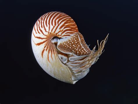 Nautilus Reveals Unexpected Sex Chromosome System Museum Of