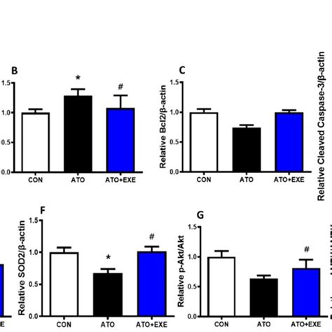 Effects Of Exercise Training On Mitochondria Mediated Apoptotic