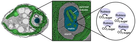 Martin Jonikas Receives New Grant To Boost Crop Yields By Introducing An Algal Organelle Into