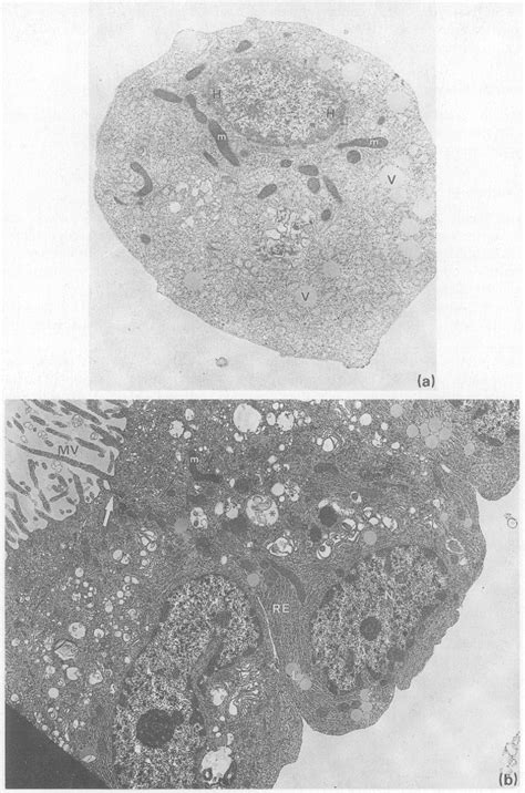 Figure 1 From Characterization Of Rat Epithelial Epididymal Cells Purified On A Discontinuous