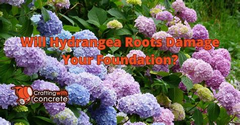 Will Hydrangea Roots Damage Your Foundation