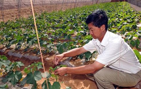 宁夏沙漠日光温棚蔬菜示范种植获成功