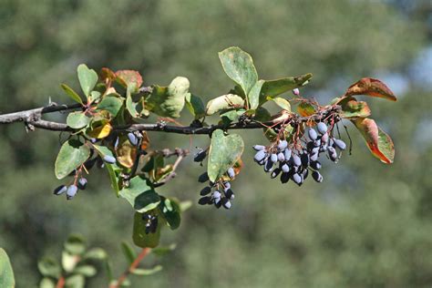 Berberis Integerrima Bunge Ethnobotanyuz