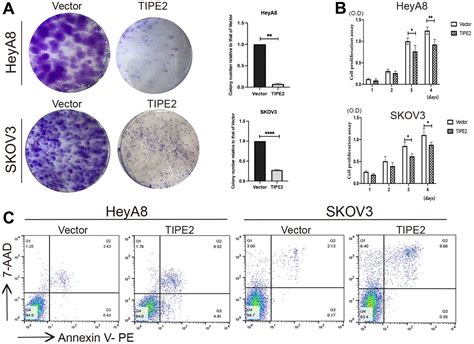 Tipe2 Acts As A Tumor Suppressor And Correlates With Tumor Microenvironment Immunity In