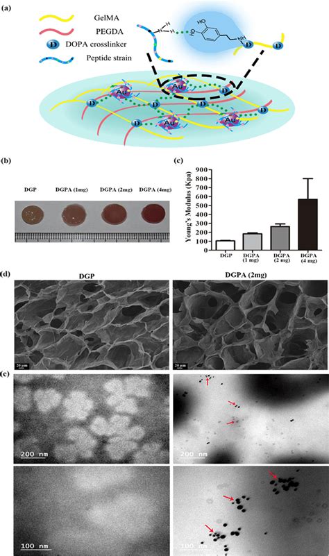 The Characterizations Of The Dopa Based Gelmapegda Dgp And Download Scientific Diagram