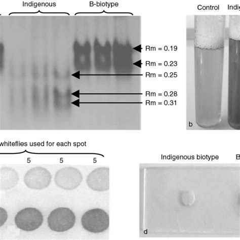 A Relative Mobility Of Non Specific Napthyl Esterases Of Indian